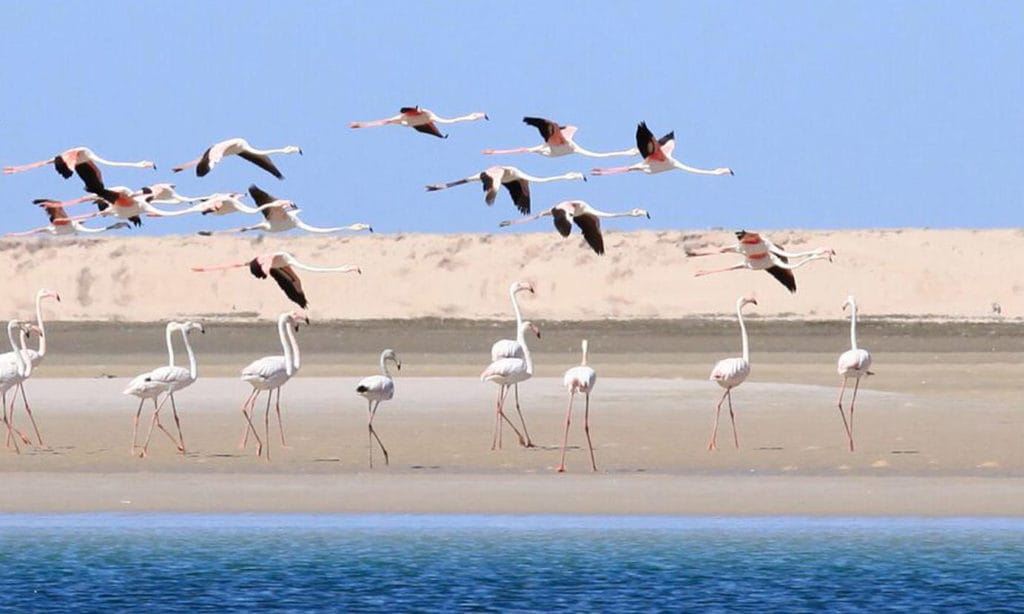 Top Things to Do in Dakhla, Morocco: The Hidden Paradise of the Sahara ...