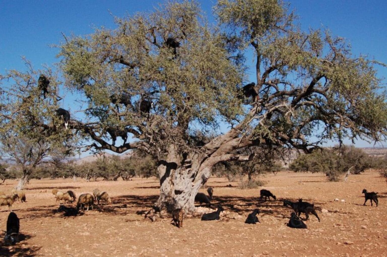 Moroccan Argan Tree: Nature's Golden Treasure - Morocco Beat