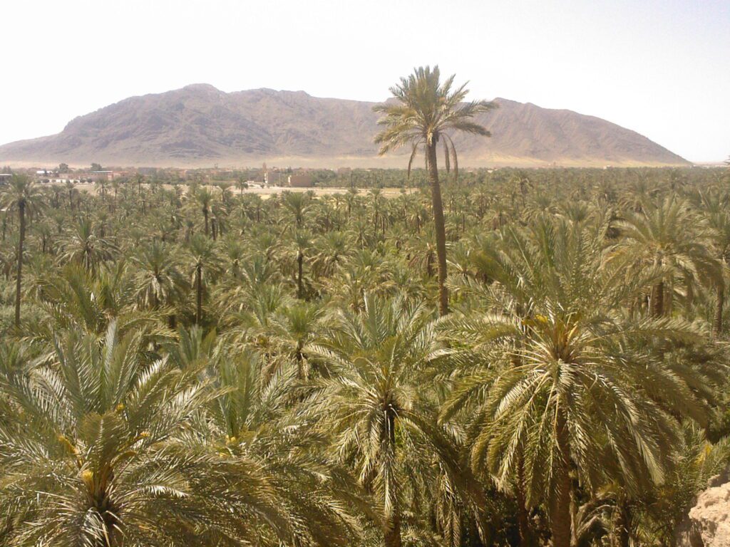 The 7 Most Beautiful Oasis You Must Visit in Morocco - Morocco Beat